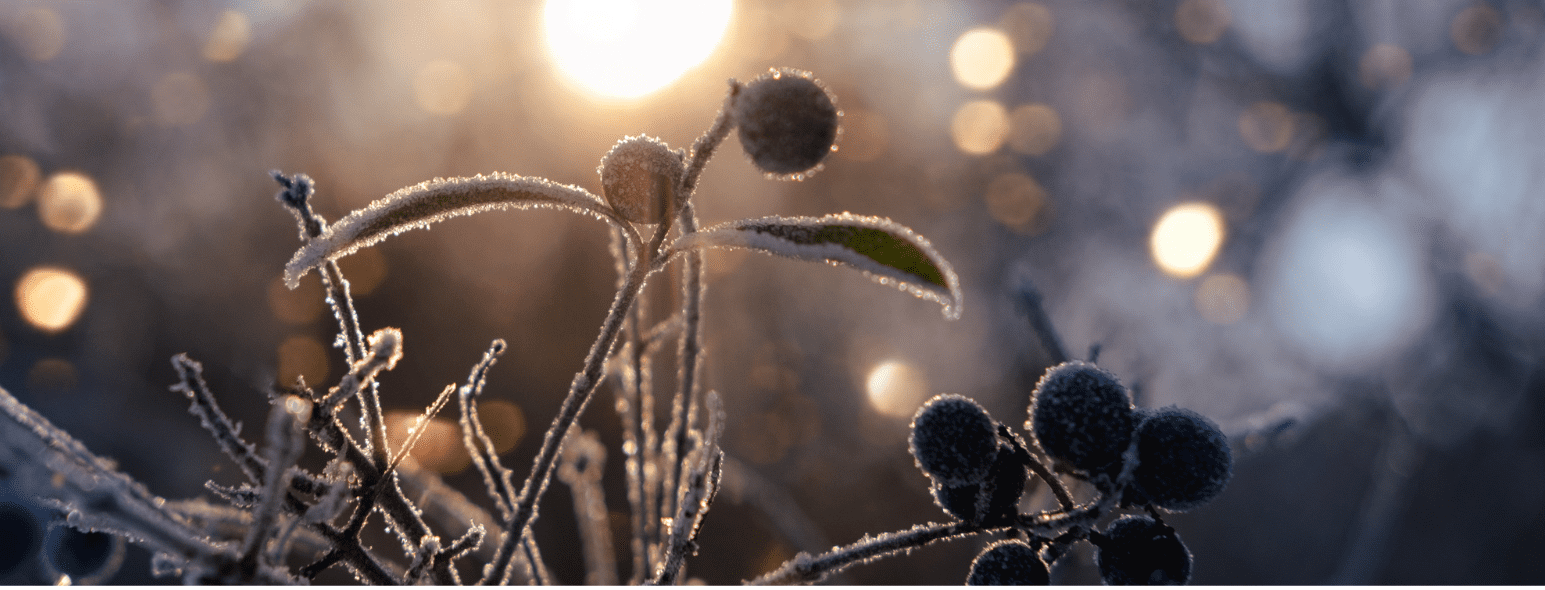 Winter Solstice Painting Workshop - Centre de santé communautaire de ...